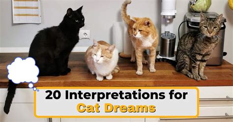 20 Mysteries Of Cats In Dreams Symbolism And Interpretation