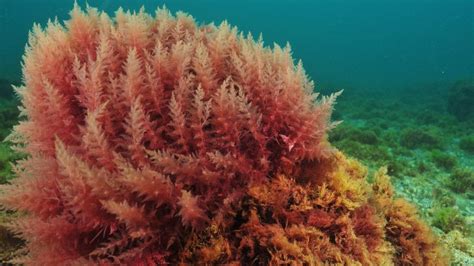 The Ultimate Guide To Haematococcus Pluvialis Extract Natures Most P