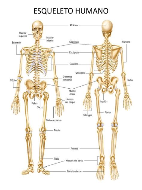 Esqueleto Humano Pdf