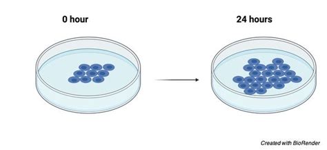 Cell Proliferation Definition Importance And Benefits