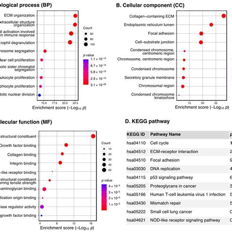 Go And Kegg Pathway Enrichment Analysis Of The Downregulated Degs Dot
