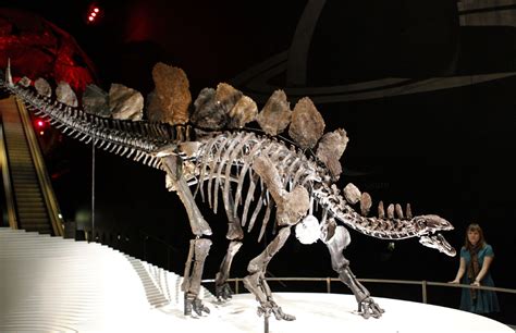 Stegosaurus Fossil Goes On Permanent Display At The Natural History