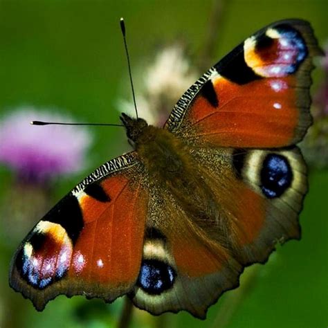 Peacock Butterfly Beauty In The Eye Of The Beholder Insect Bite