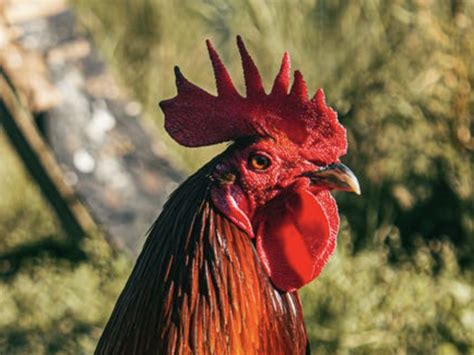 How Does A Rooster Fertilize Eggs