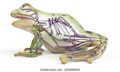 Frog Legs Anatomy