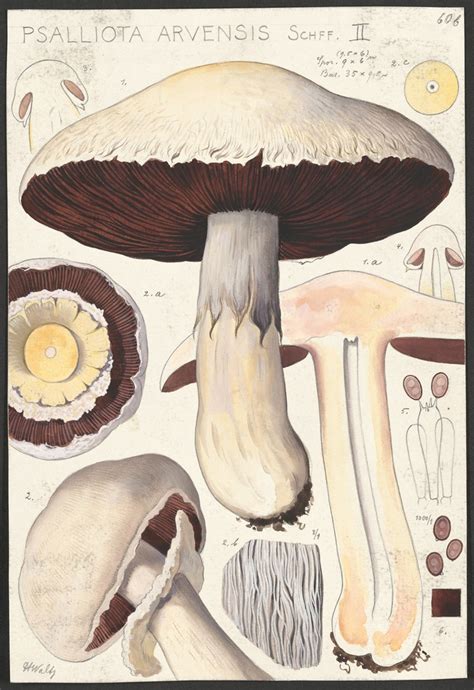 Psalliota Arvensis Schff Ii Artvee