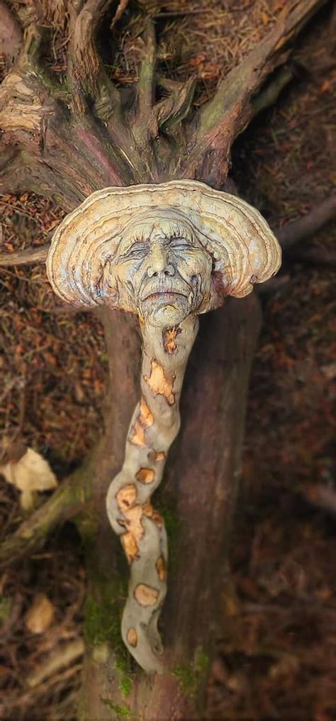 Morel Compass Mushrooms And Company Port Angeles Wa