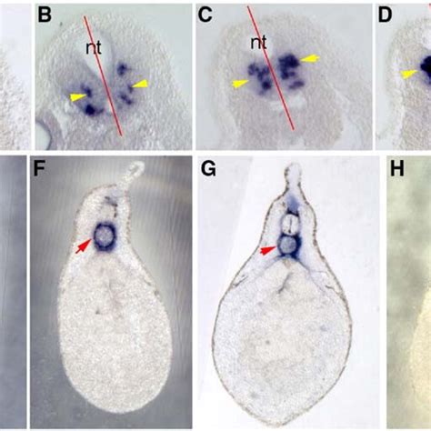 Figure S1 Midline Development Is Normal In Treated Embryos Normal