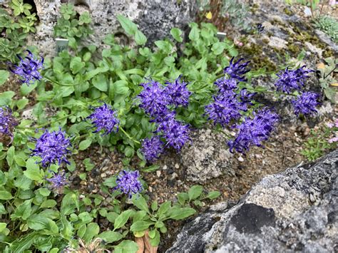 Phyteuma Sp Alpinesdk