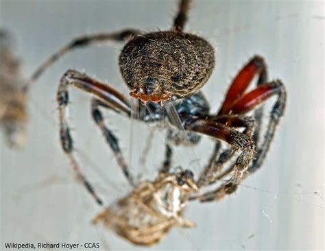 Spider Anatomy A Closer Look
