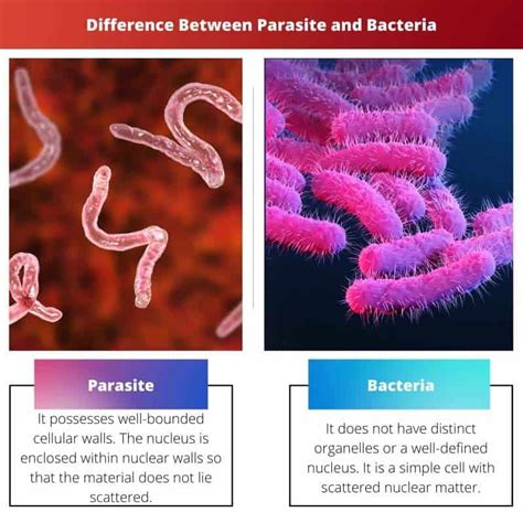 Parasite Vs Bacteria Difference And Comparison