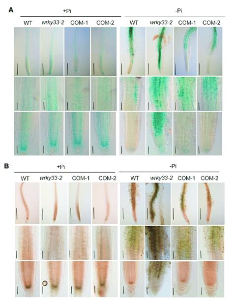 Wrky33 Regulates The Fe Accumulation Under Pi Deficiency A Fe