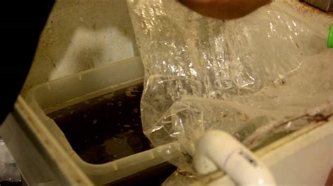 Blackworm Arrival Youtube