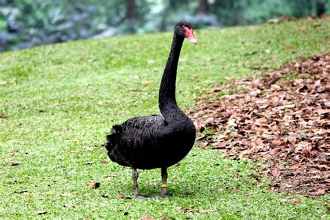 Black Geese Resting On The Ground Stock Image Image Of Resting