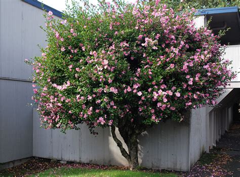 Camellia Sasanquas Instagram Twitter And Facebook On Idcrawl