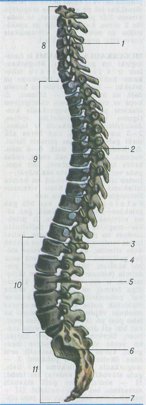 Mugurkauls Medicīnas Termins
