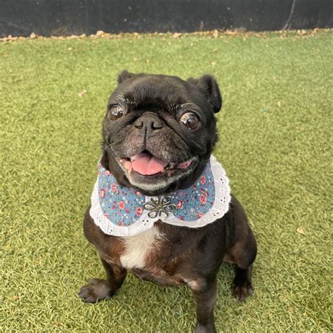 Aubri Aka Ms Sassy Pug Nation Rescue Of Los Angeles Facebook