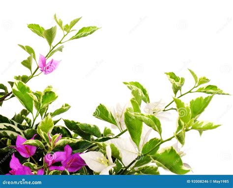 Buganvilla Rosada Con Las Hojas Aisladas En El Fondo Blanco Foto De Archivo Imagen De Azalea