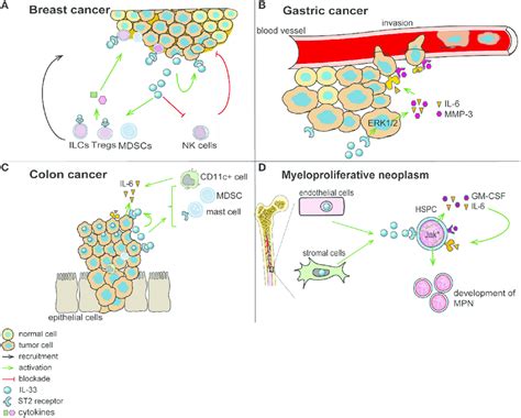 Role Of Interleukin 33 Il 33 In The Tumor Microenvironment A In