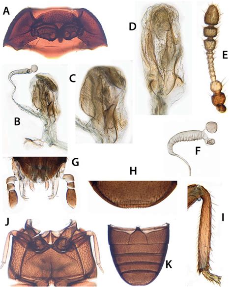 Revision Of The Australian Species Previously Known As Trogoderma