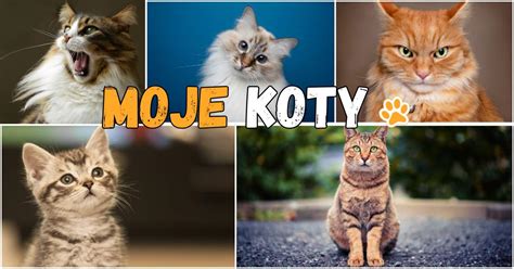 Małe Kotki Od Kłębuszka Do Urwisa Rozwój I Ciekawostki