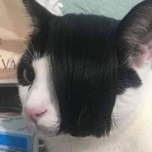 275 Cat Memes Short And Funny Cat Captions Page 4 Of 11 Tiny Positive