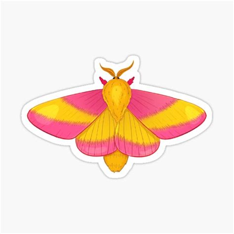 Rosy Maple Moth 2 Sticker For Sale By Loraecreates Redbubble