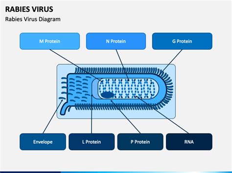 Rabies Virus Powerpoint And Google Slides Template Ppt Slides