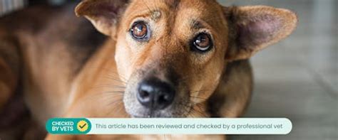 Do Dogs Get Jealous? Signs of a Jealous Dog | TrustedHousesitters.com