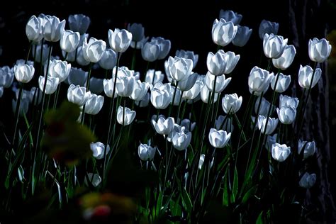 Fondos De Pantalla Hd Tulipanes Hd