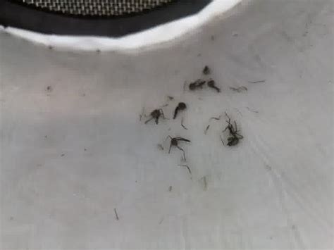 Mosquito Last Object Detection Dataset And Pre Trained Model By Mosquito 2023