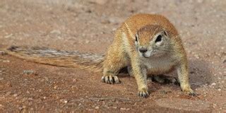 Le Python Description Lieu De Vie Alimentation Reproduction Des Pythons