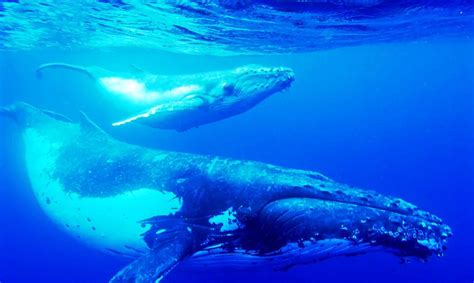 La Ballena Azul