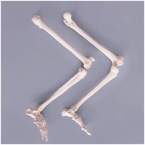 Buy Lower Limb S Model Life Size Lower Limb Model Medical