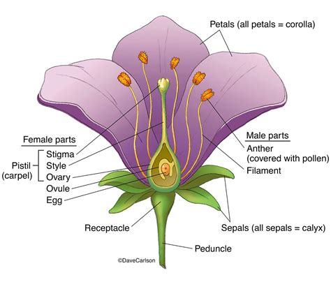 What Is The Female Reproductive Parts Of A Flower At Rick Lewis Blog