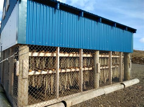 Fish Drying Operation Contemporary Petroglyphs
