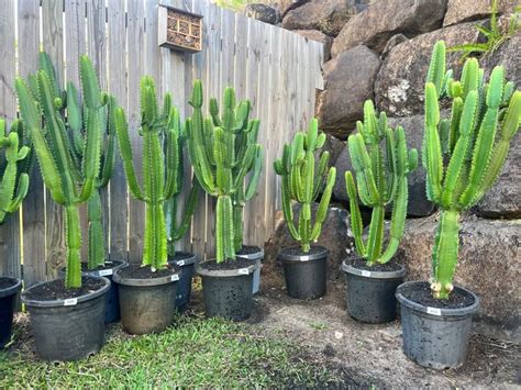 20 تا از بهترین کاکتوس های آپارتمانی برای نگهداری در خانه Send Flower To Iran