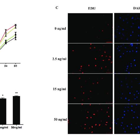 Immunolocalization Of Cytoskeletal Protein F Actin In The Fibroblast