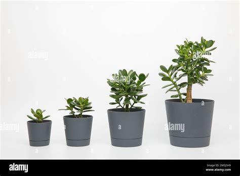 Ascending Order