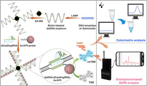 Development Of A Colorimetric And Sers Dual Signal Platform Via Dcas9 Mediated Chain Assembly Of