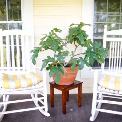 Fignomenal Fig Tree Plant Addicts