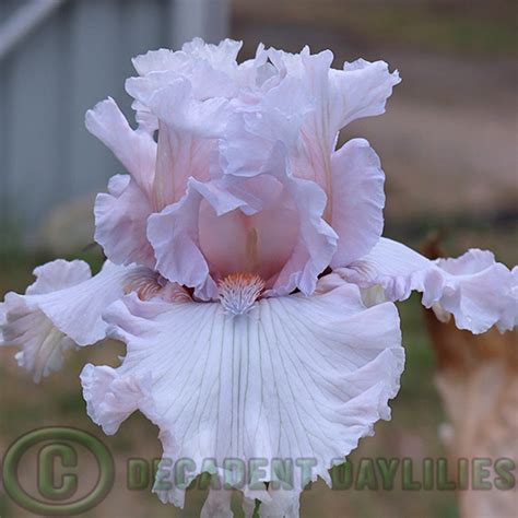 Tall Iris Rite Of Passage Decadent Daylilies Australia