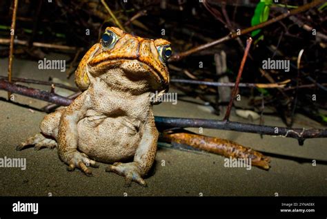 Cane Toad Giant Neotropical Toad Marine Toad Rhinella Marina Marino