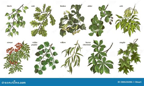 Hand Drawn Decidious Trees Branches Stock Vector Illustration Of