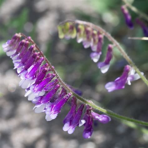 Hairy Vetch Plant