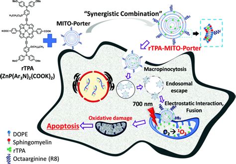 Synergistic Interaction Between The Nir Photosensitizer Tpa And The Download Scientific Diagram