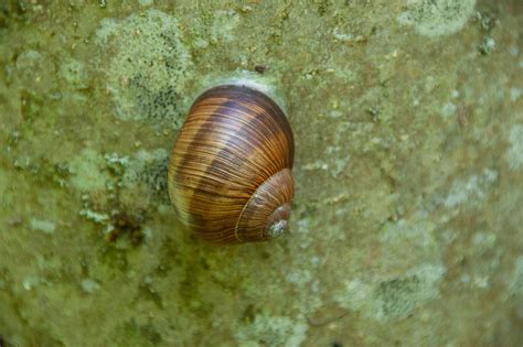 Siput Batu Alam Foto Gratis Di Pixabay
