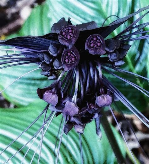 Mysterious And Majestic 19 Stunning Black Plants For Your Garden