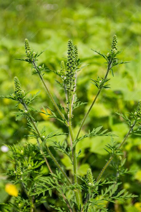 Ambrosia Artemisiifolia