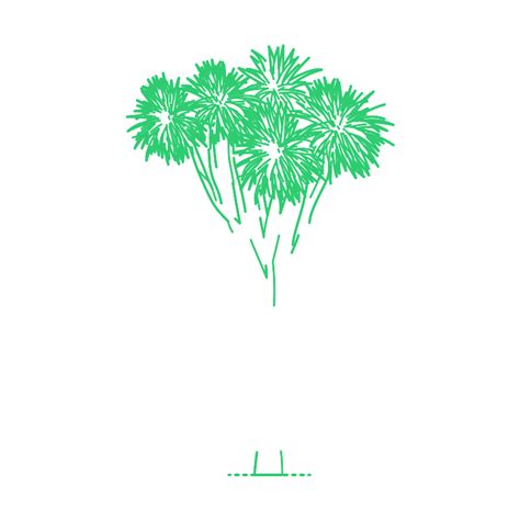 Cabbage Tree Tall Cordyline Australis Dimensions And Drawings